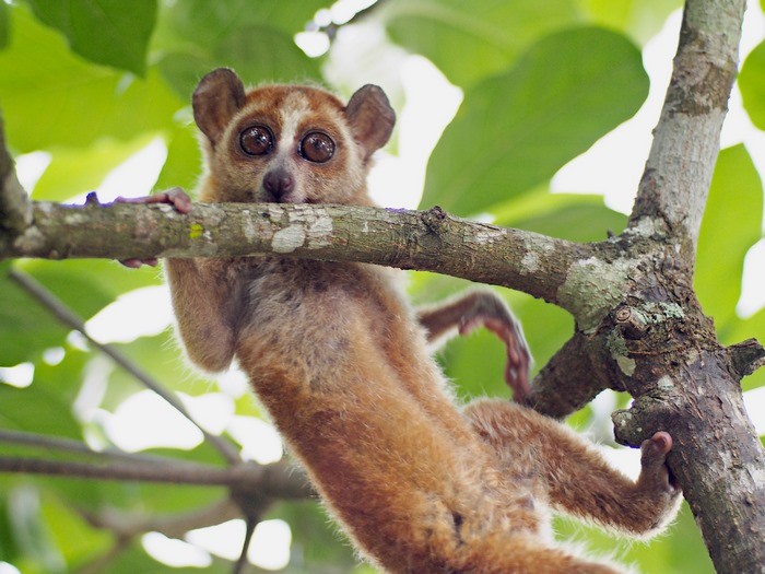 Tour Nam Cát Tiên 2 ngày 1 đêm từ TP.HCM
